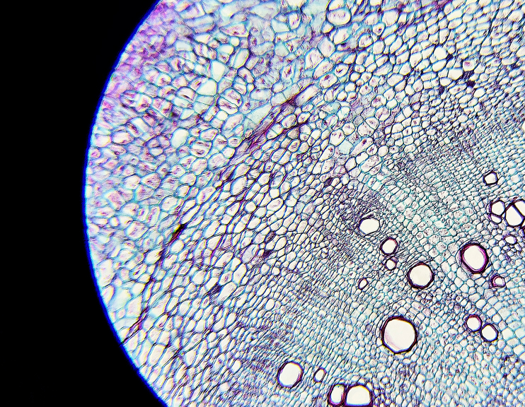 Copper Amino Isolate Serum 3 1:1 (CAIS3) | NIOD